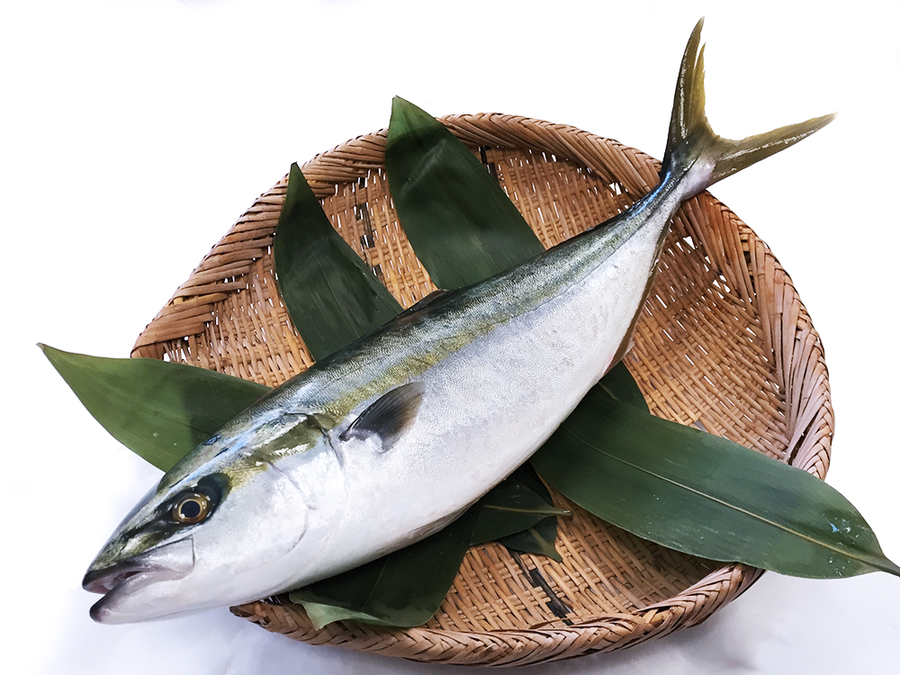 Fish in August – Fukuoka Fish Market - Global Ocean Trading LLC.