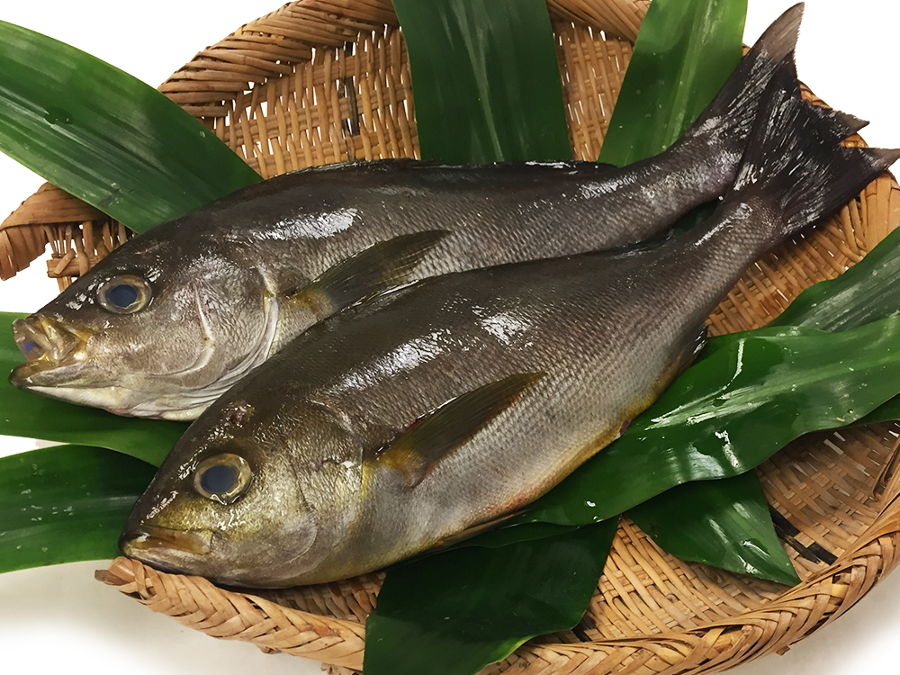 Fish in July – Fukuoka Fish Market - Global Ocean Trading LLC.