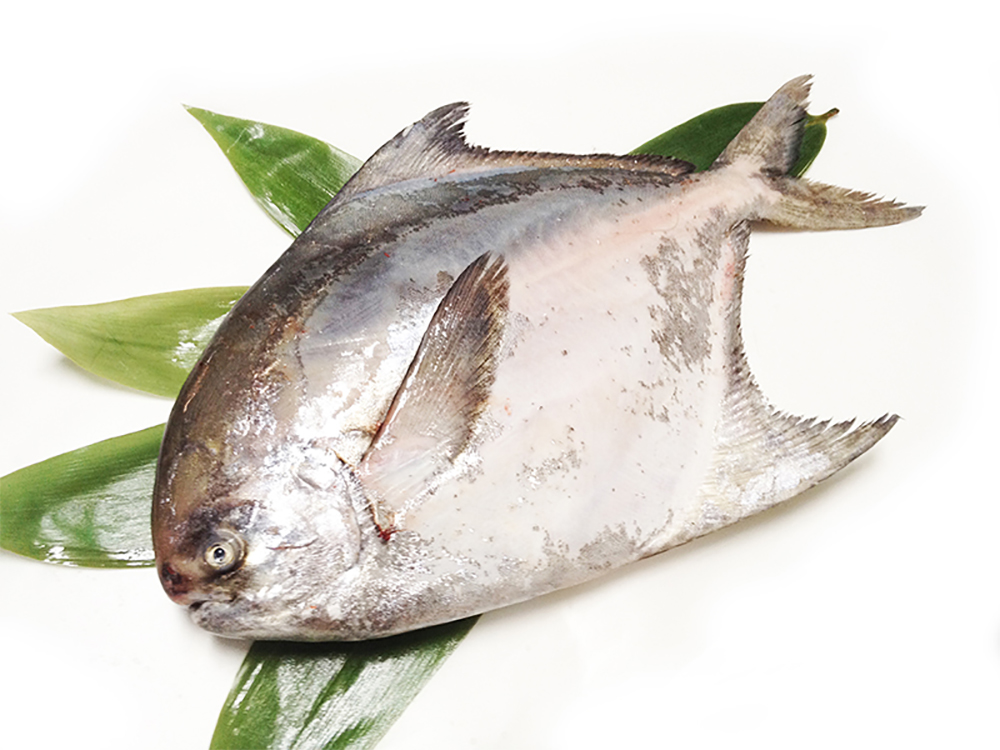 Fish in August – Fukuoka Fish Market - Global Ocean Trading LLC.