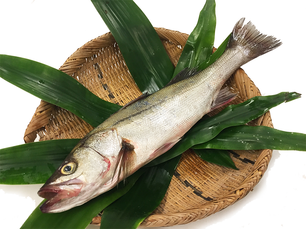 Fish in July – Fukuoka Fish Market - Global Ocean Trading LLC.